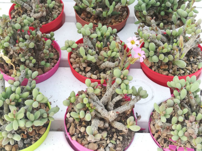 How to Grow and Care for Tylecodon - World of Succulents