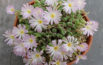 Conophytum | World of Succulents