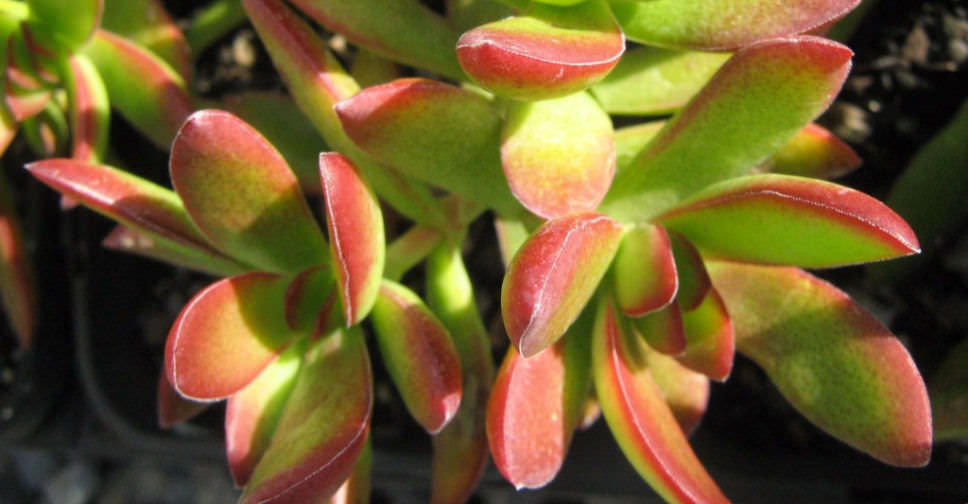 Crassula rubricaulis (Red-stem Crassula) - World of Succulents