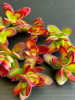 Crassula rubricaulis (Red-stem Crassula) - World of Succulents