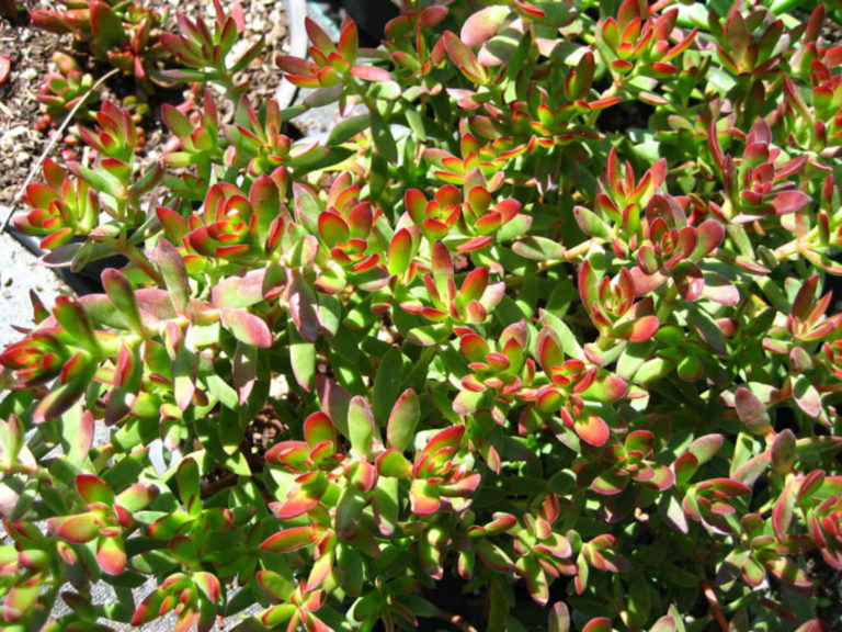 Crassula rubricaulis (Red-stem Crassula) - World of Succulents