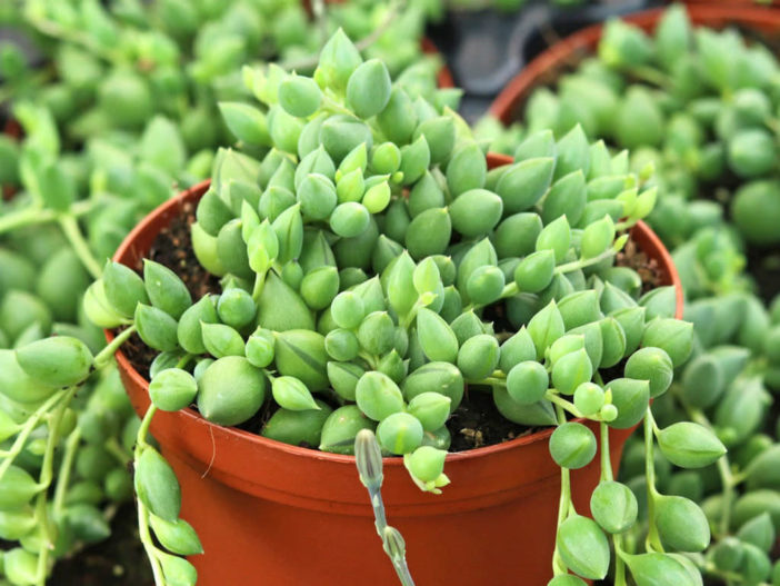 How to Grow and Care for Curio - World of Succulents