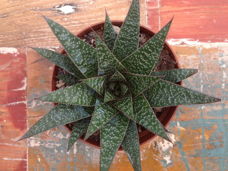 ×Gasteraloe 'Flow' - World of Succulents