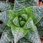 ×Gasteraloe 'Flow' - World of Succulents