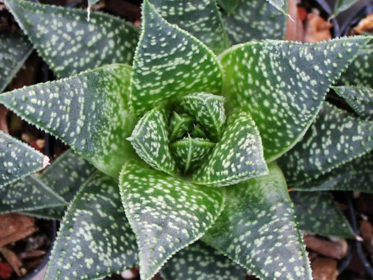 ×Gasteraloe 'Flow' - World of Succulents
