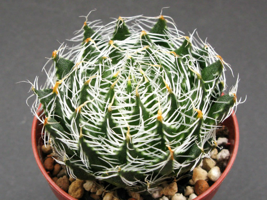 Haworthia arachnoidea var. scabrispina - World of Succulents