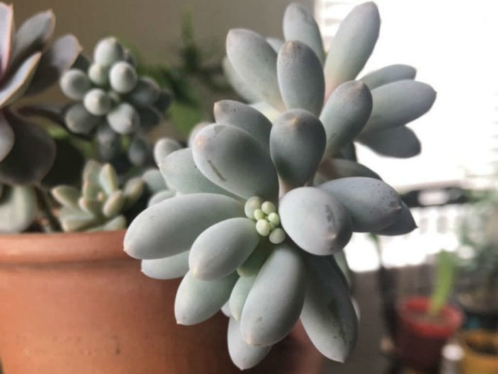 Pachyphytum rzedowskii - World of Succulents