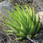 Tulista kingiana - World of Succulents