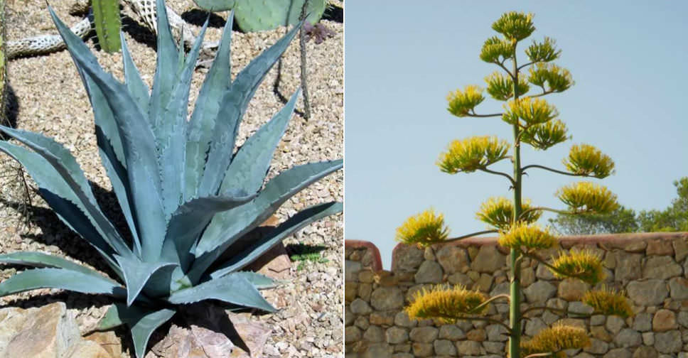 Agave americana (Century Plant) - World of Succulents