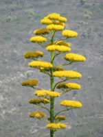 Agave marmorata (Marbled Agave) - World of Succulents