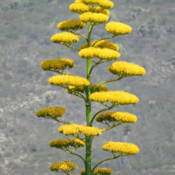 Agave marmorata (Marbled Agave) - World of Succulents