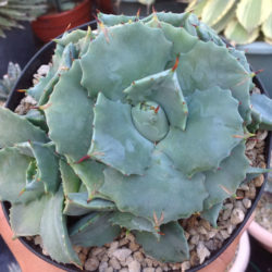 Agave potatorum 'Shoji-Raijin' (Blue Rose Agave)