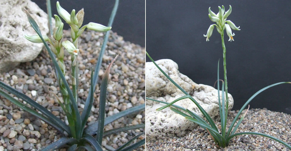 Aloe albida (Grass Aloe) - World of Succulents