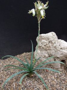 Aloe albida (Grass Aloe) - World of Succulents