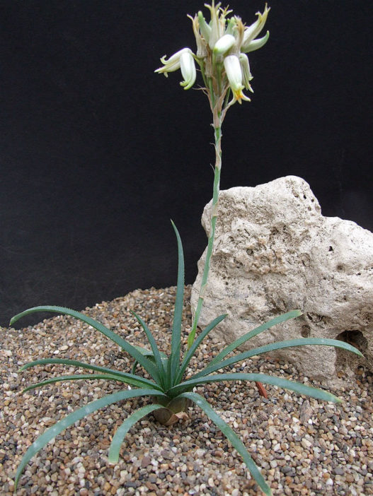 Aloe albida (Grass Aloe) - World of Succulents