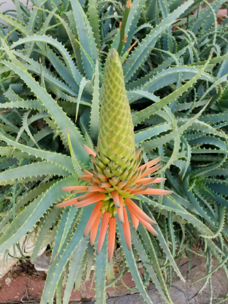 Aloe arborescens (Candelabra Aloe) - World of Succulents