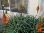 Aloe arborescens (Torch Aloe) - World of Succulents