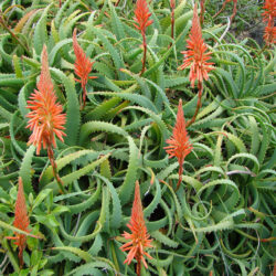 Aloe arborescens (Torch Aloe) - World of Succulents