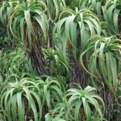 Aloe arborescens (Torch Aloe) - World of Succulents