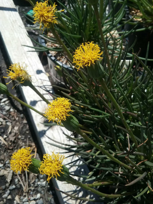 Curio acaulis - World of Succulents