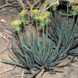 Curio acaulis - World of Succulents