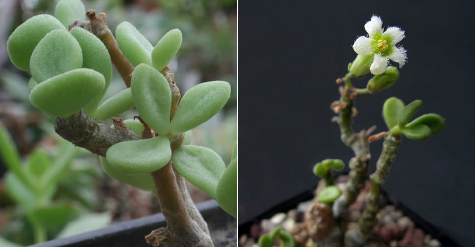 Tylecodon bodleyae - World of Succulents