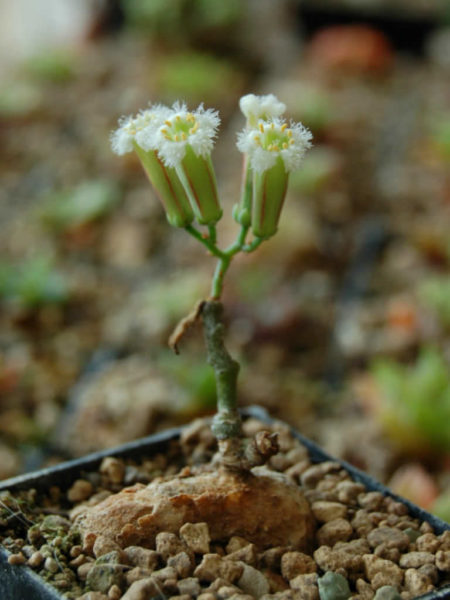 Tylecodon bodleyae - World of Succulents