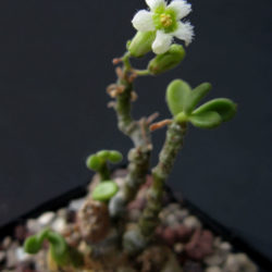 Tylecodon bodleyae - World of Succulents