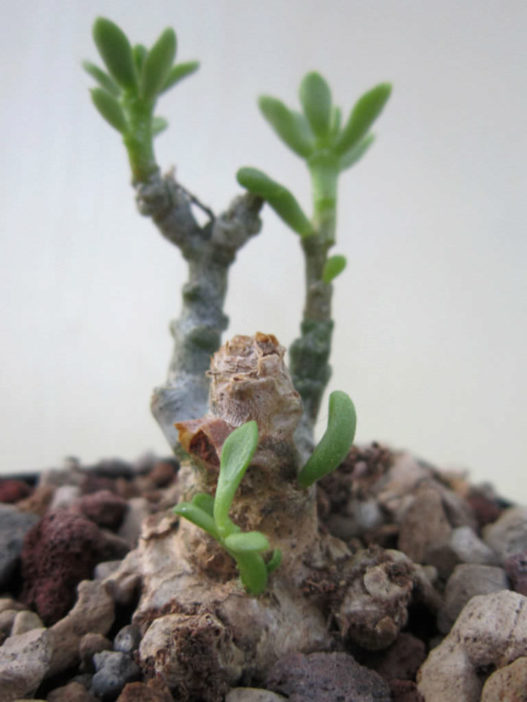 Tylecodon bodleyae - World of Succulents