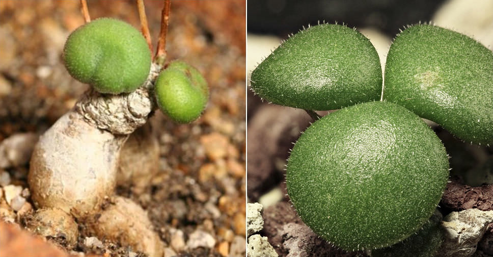 Tylecodon occultans - World of Succulents