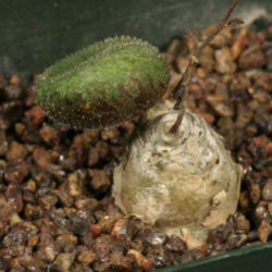 Tylecodon occultans - World of Succulents