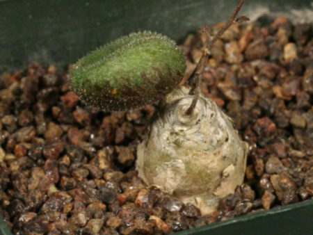 Tylecodon occultans - World of Succulents