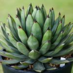 Agave 'Royal Spine' - World of Succulents
