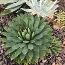 Agave 'Royal Spine' - World of Succulents
