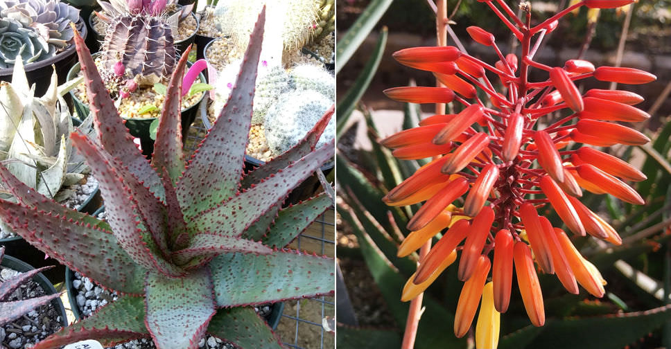 Aloe 'AJR' - World of Succulents