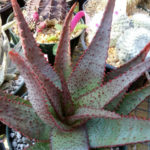 Aloe 'AJR' - World of Succulents