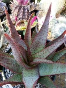 Aloe 'AJR' - World of Succulents