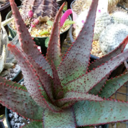Aloe 'AJR' - World of Succulents
