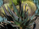 Aloe 'AJR' - World of Succulents