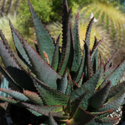 Aloe 'AJR' - World of Succulents