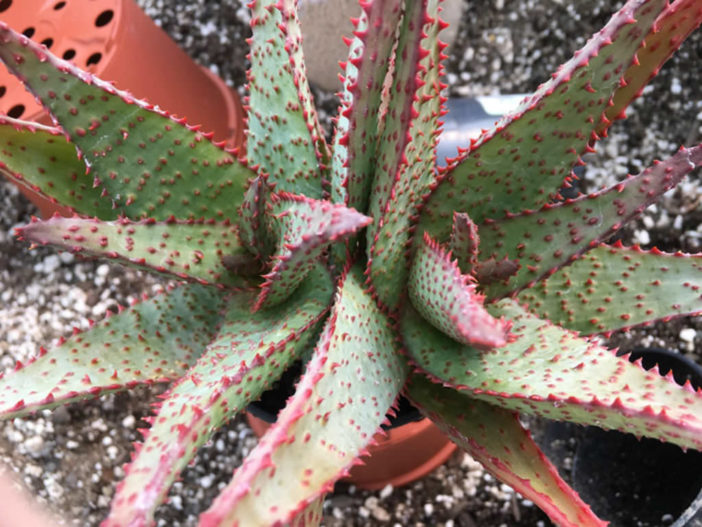 Aloe 'AJR' - World of Succulents