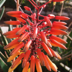 Aloe 'AJR' - World of Succulents