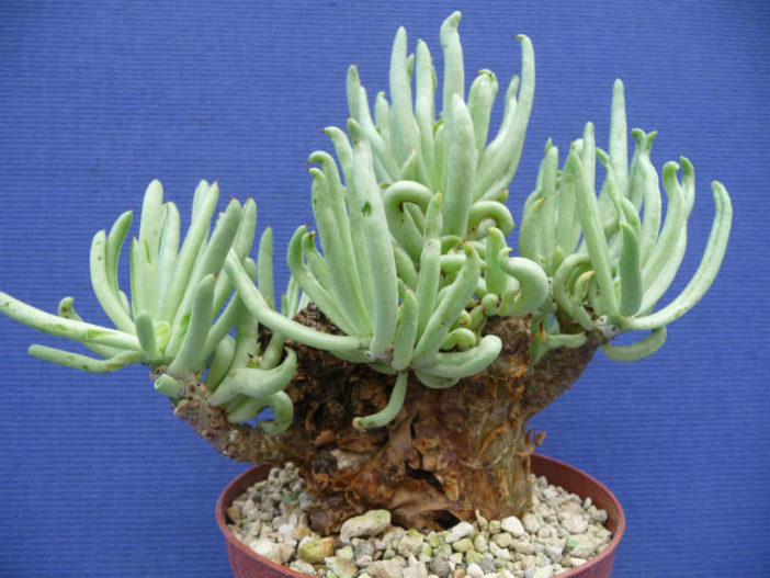 Tylecodon pearsonii - World of Succulents