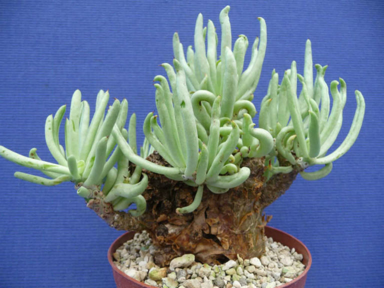 Tylecodon pearsonii - World of Succulents