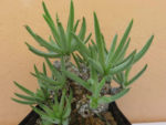 Tylecodon pearsonii - World of Succulents