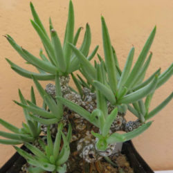 Tylecodon pearsonii - World of Succulents