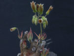 Tylecodon pearsonii - World of Succulents