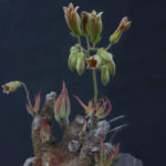 Tylecodon pearsonii - World of Succulents