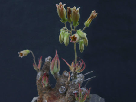 Tylecodon pearsonii - World of Succulents