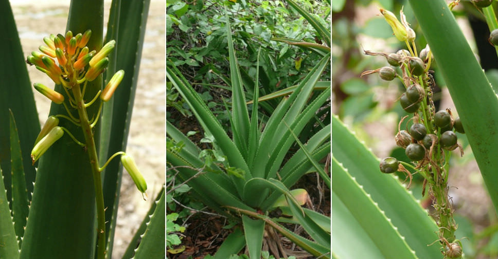 Aloe pembana (Pemba Aloe) - World of Succulents